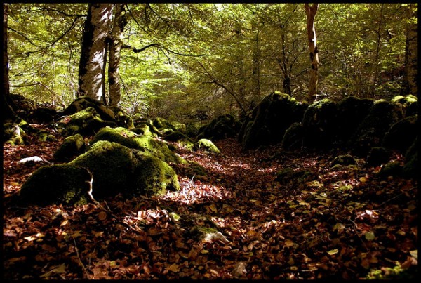 Los bosques españoles, un tesoro muy valioso | Comunidad ISM