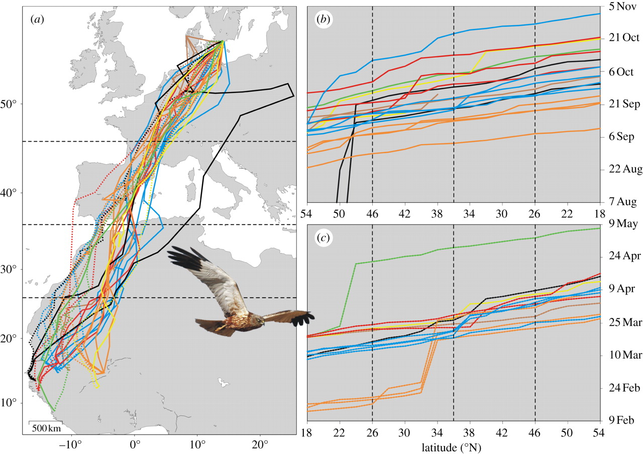 La Migración de las Aves