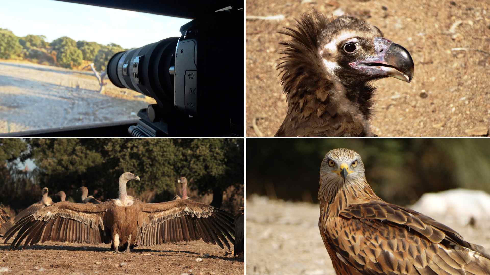 Custodia del Territorio: Reserva Biológica Campanarios de Azaba