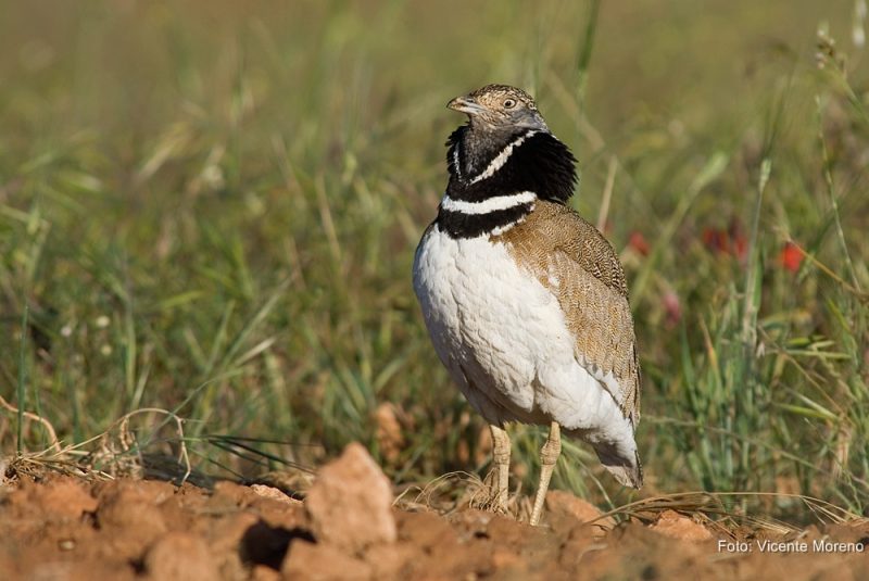 Poniendo nombre a la crisis de la pérdida de biodiversidad: Sisón común